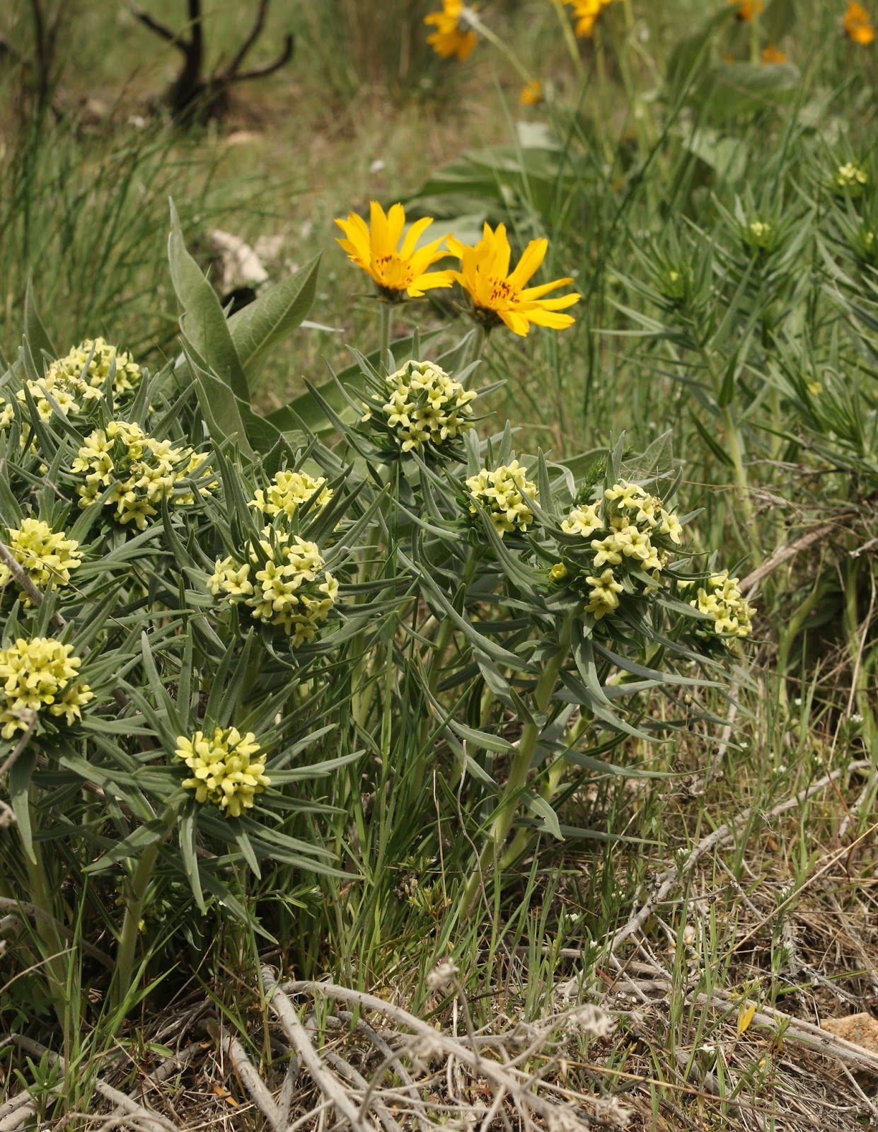 Nomadic Newfies: File Mile-Watchman-Three Bears Loop Near Boise