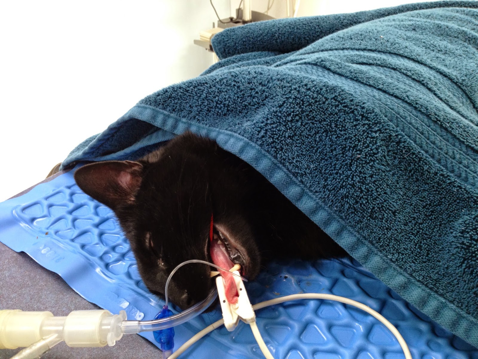 Exclusively Cats Veterinary Hospital Blog: What is that bump ...