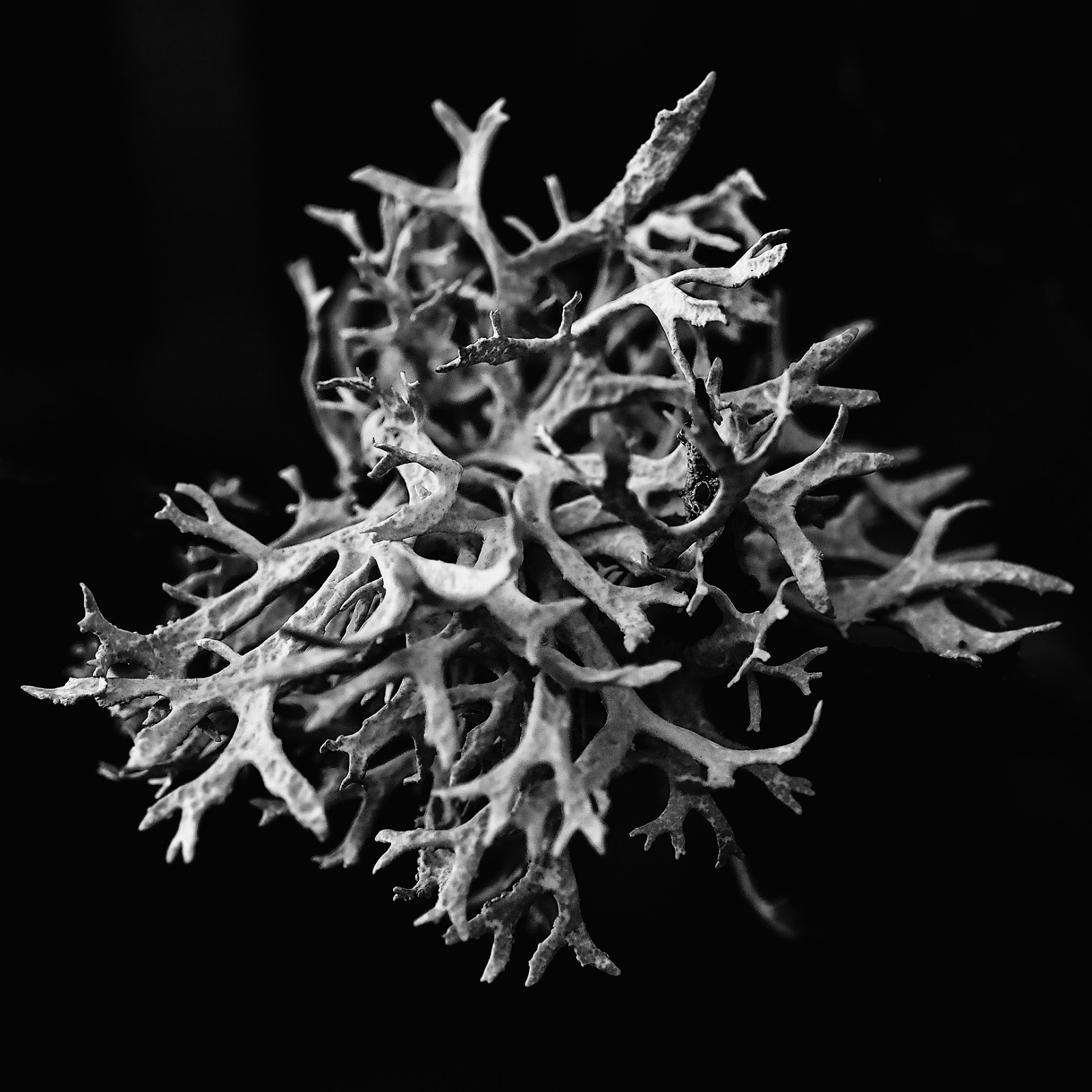 Knuts tips om makrofotografering: Lav