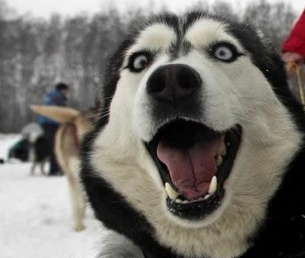 White Wolf : Huskies Go Crazy: 17 Funny Husky Pictures That Will Put A ...
