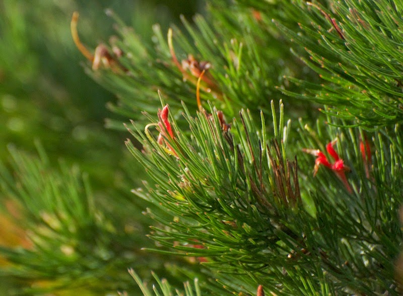 A Wandering Naturalist: Australia: Two Peoples Bay