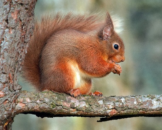 La Meva Xinxilla: Un familiar de les xinxilles: l'esquirol