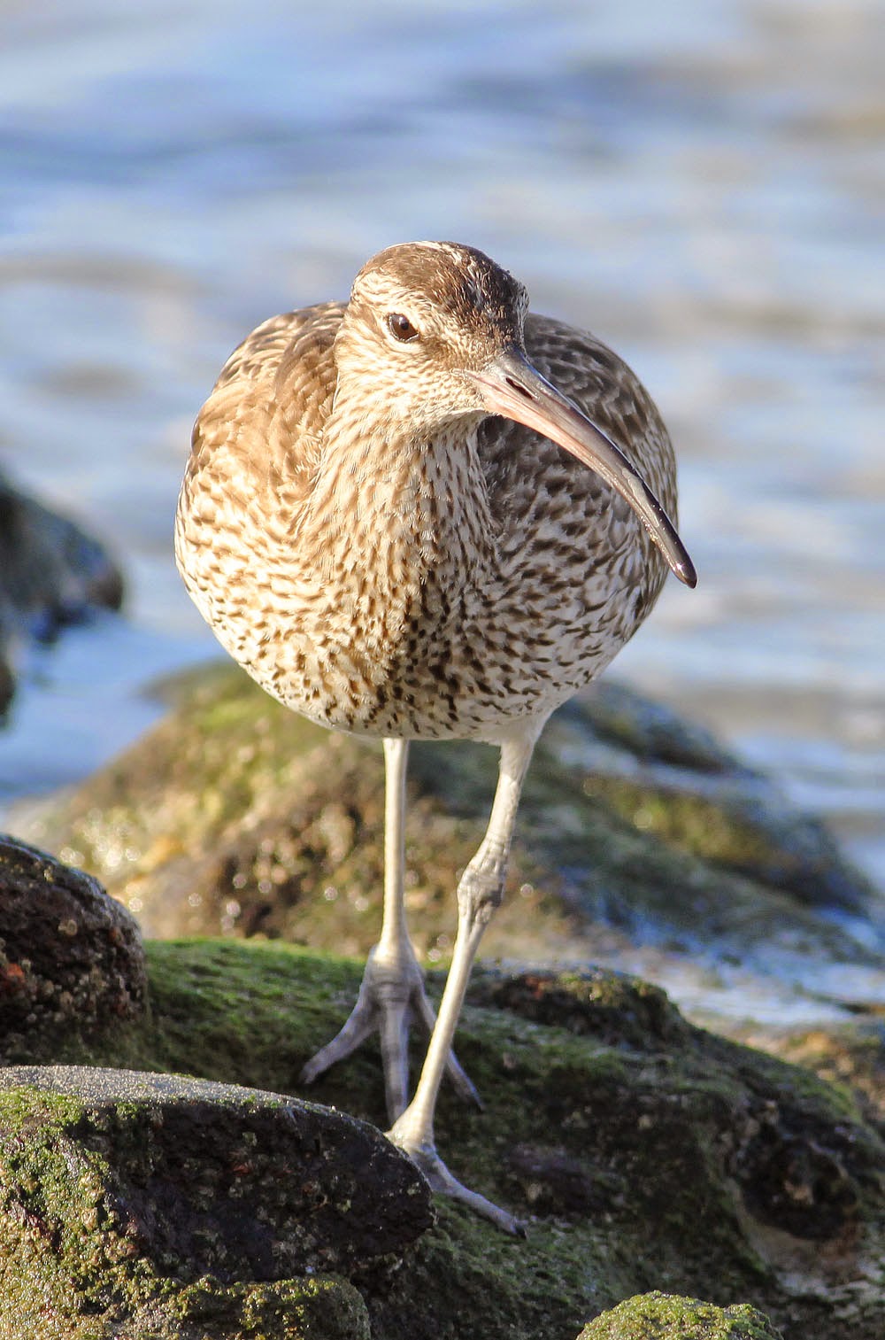 Another Bird Blog: Wheatears Are Back, Wagtails Are Wow
