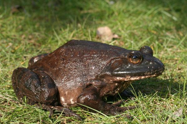 Voedselrelaties: Biodiversiteit