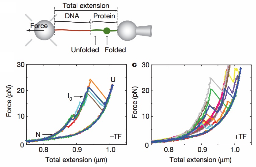 Biophysics - Forces in the Bio Universe: Reshaping of the ...