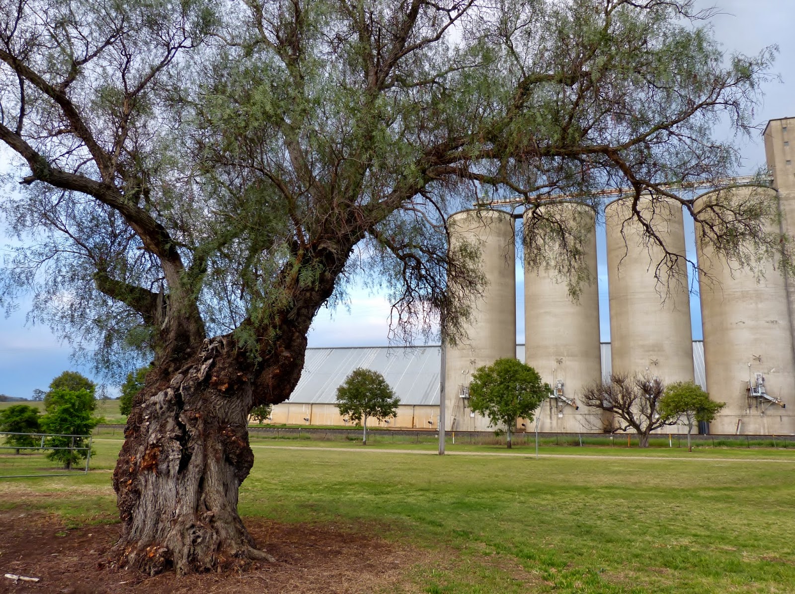Musing Round Australia: Willow Tree 30 September 2014