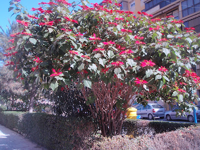HERBARIO VIRTUAL DE BANYERES DE MARIOLA Y ALICANTE: Euphorbia ...