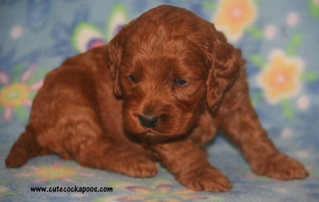 Cute Cockapoos: Progression of a Cockapoo Puppy, Week by Week Photos