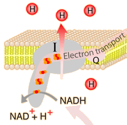 Punk Biology Student Blog: ELECTRON TRANSPORT SYSTEM (SISTEM TRANSPOR ...