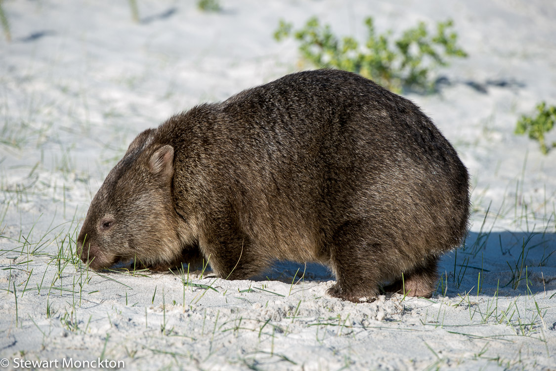 Paying Ready Attention - Photo Gallery: A wombat on Friday!