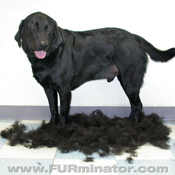 Dan's Dog Walking and Pet Sitting