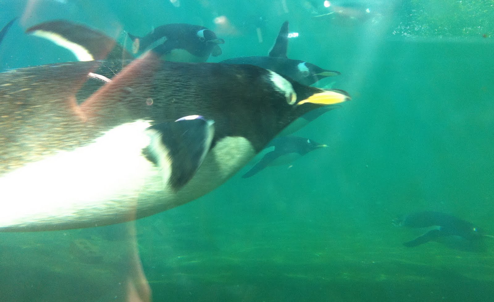 Edinburgh Zoo | A Little Further North