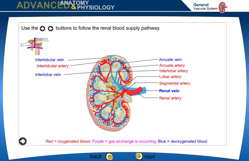 Fisiologia Humana in foco: ANIMAÇÃO: IRRIGAÇÃO VASCULAR RENAL