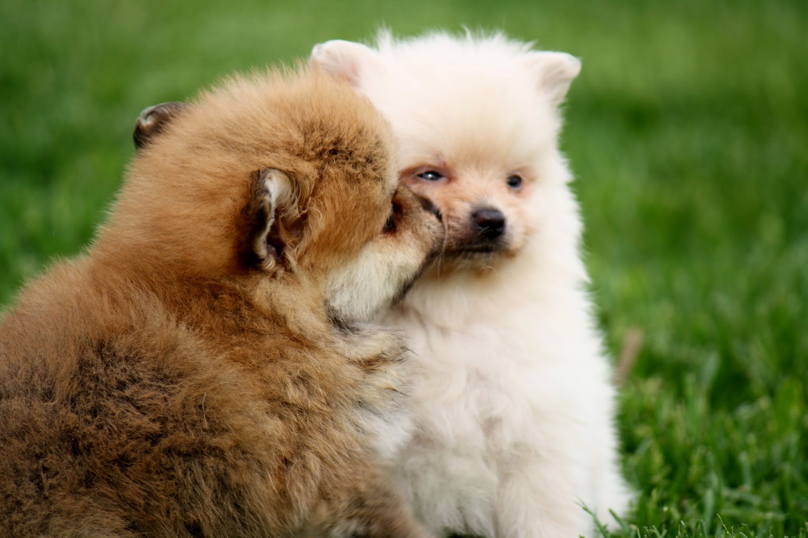 Providence Puppies: ~puppy love~
