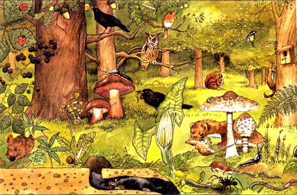 ECOSISTEMAS: ECOSISTEMA TERRESTRE