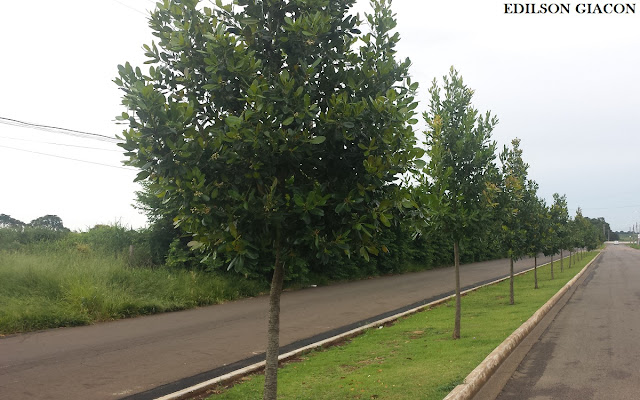 Viveiro Ciprest - Plantas Nativas e Exóticas: Guanandi ou Jacareúba ...