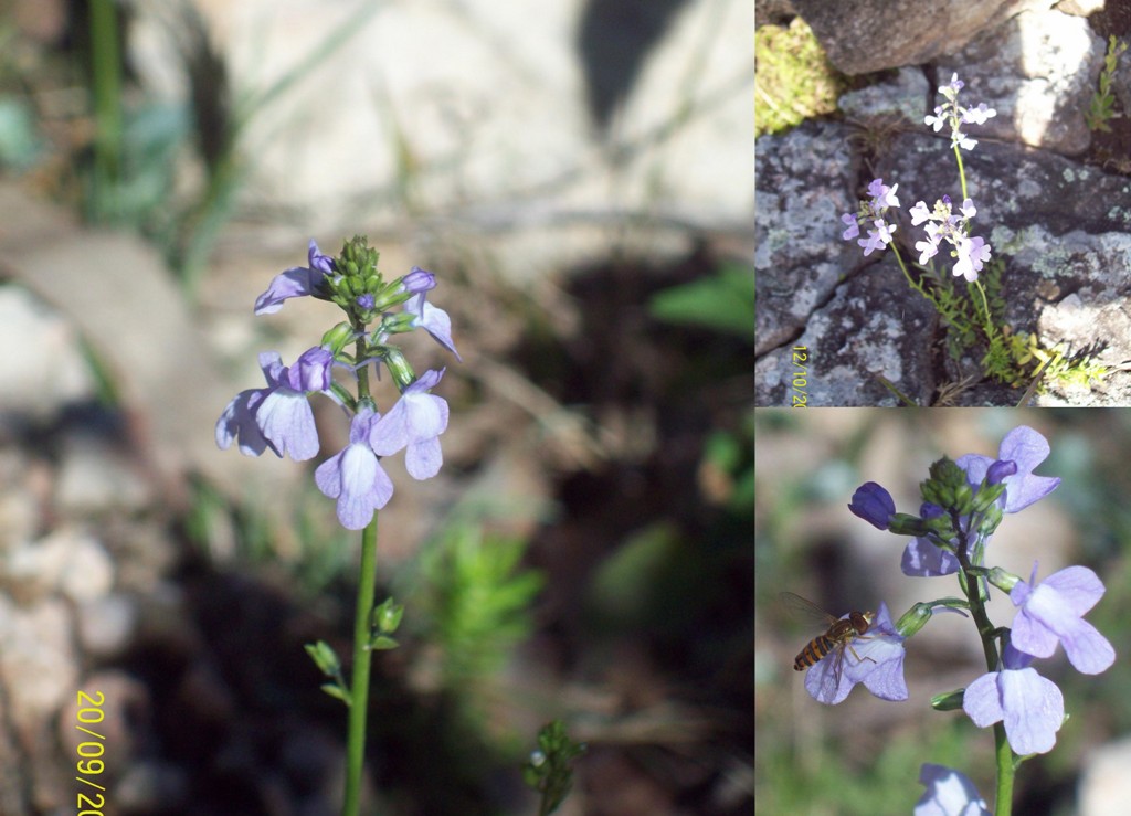 FOTOS DE FLORA NATIVA Y ADVENTICIAS DE URUGUAY : Linaria canadensis. Plantaginaceae