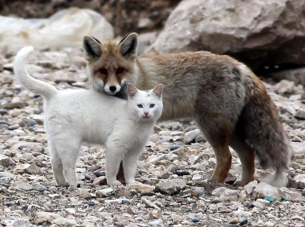 White Wolf : A cat and a fox form an unlikely friendship (Photos - Video)
