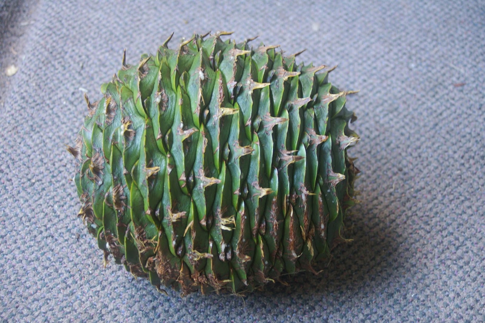 Bunya Nuts: collection and preparation!