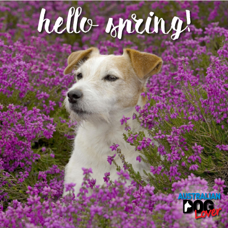 Favourite Dog Quotes | Australian Dog Lover