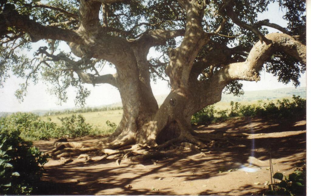 Elly -My way, My Life: Tourism in Ntungamo District- Bugona Tree