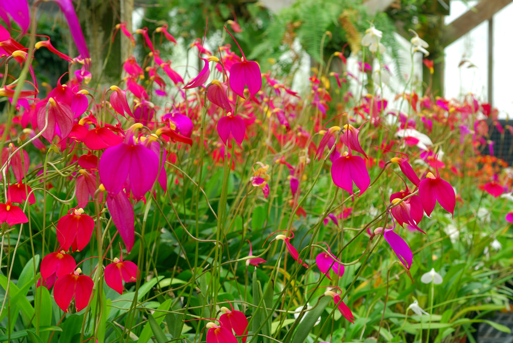 Masdevallia coccinea care and culture | Travaldo's blog