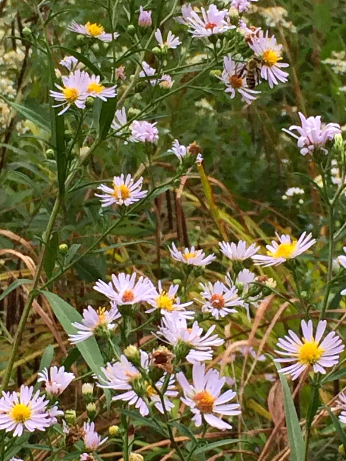 Remains of the Day: Wild Wednesday ~ Learning Asters
