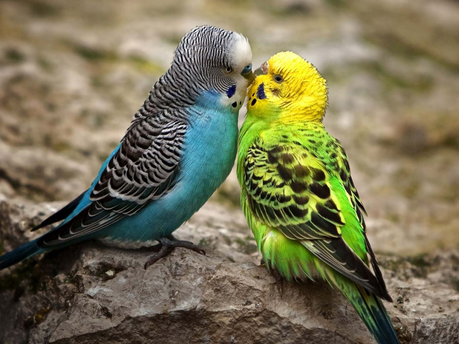 punto animal: El cuidado de su perico