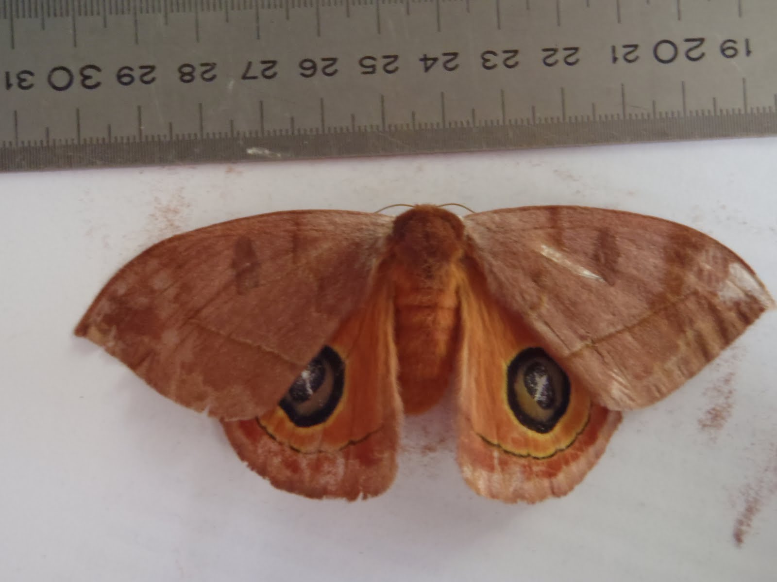 Laguna de Apoyo, Nicaragua: The beauty of moths