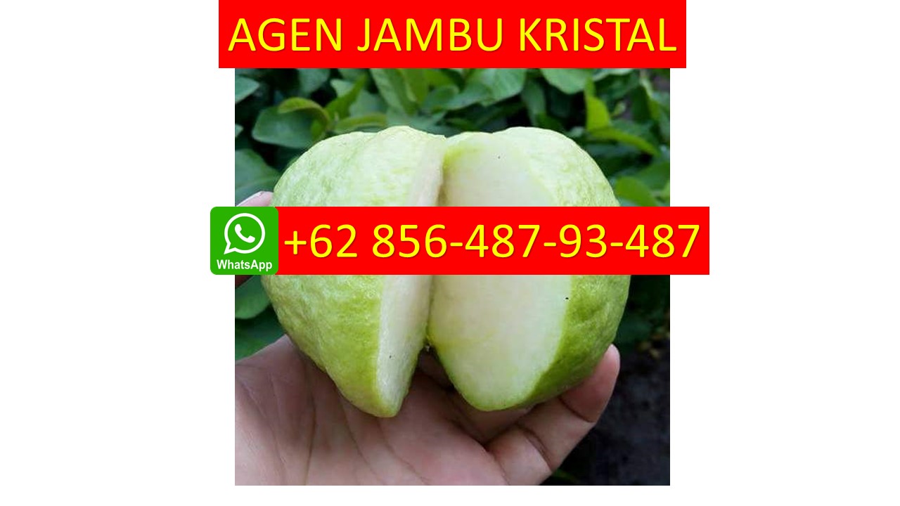 Distributor Jambu Kristal, Agen Jambu Kristal, Produsen Jambu Kristal