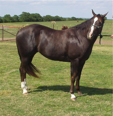 Life in Melbourne, Australia: Chestnut