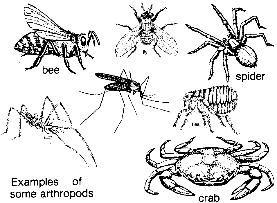 EXAMS AND ME : Arthropods