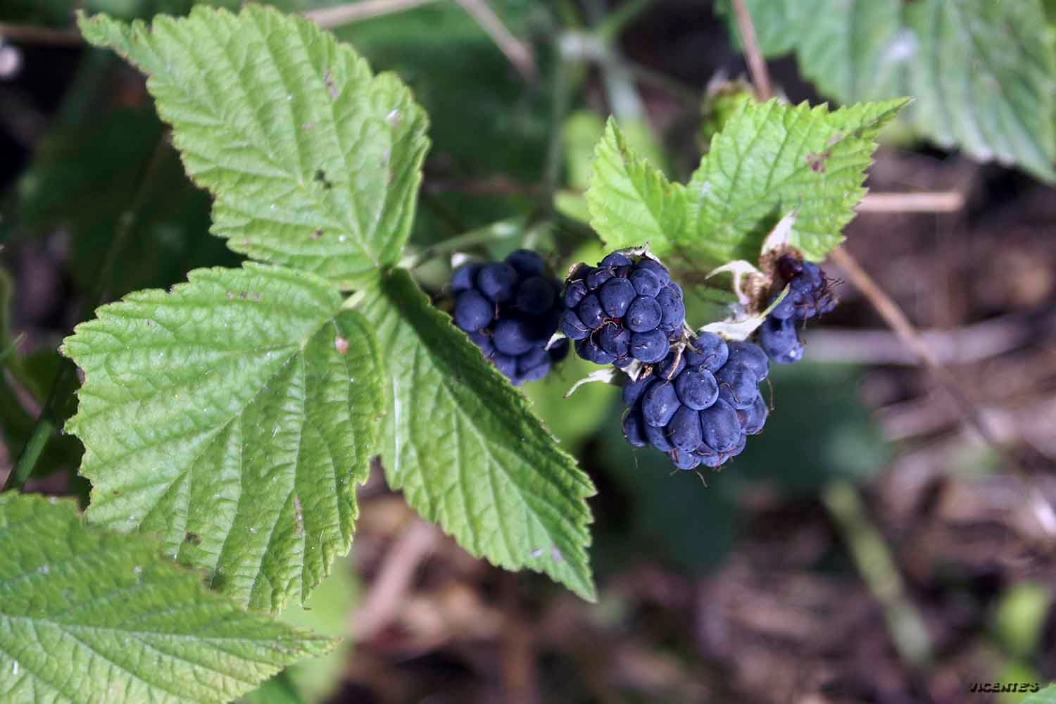 Las flores silvestres de Hormaza: Rubus caesius