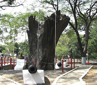 Taiping Photo Gallery: Taiping Lake Gardens - Get To Know Your Rain Trees