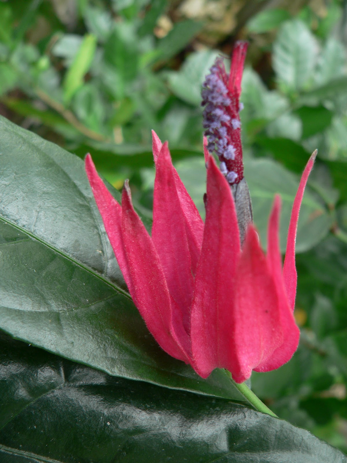 In A Costa Tropical Garden: Pavonia multiflora ......Brazilian candles