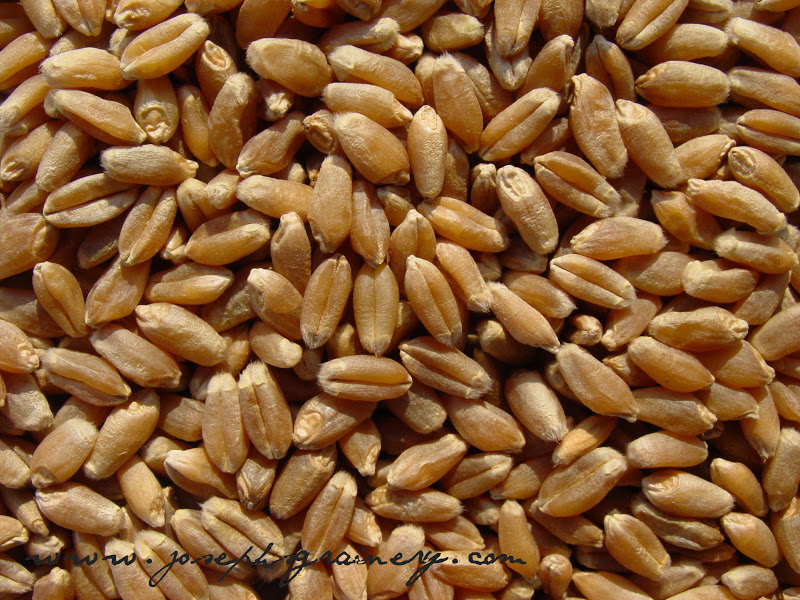 Joseph's Grainery: Wheat Berry Recipes