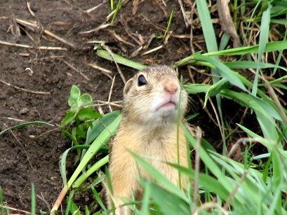Timber Life: Iowa's relative of the Prairie Dog -Thirteen-lined Ground ...