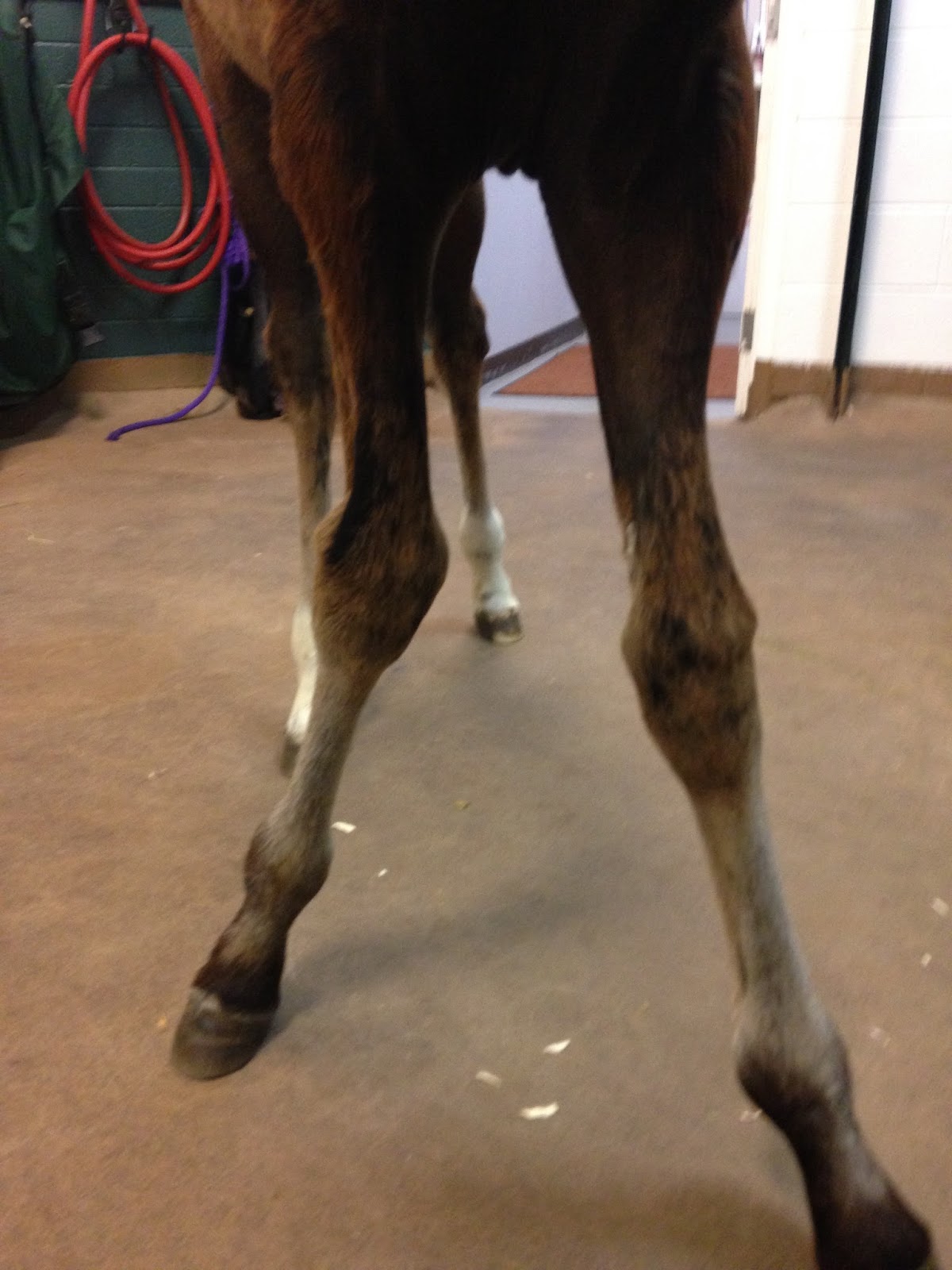 MSU Equine Summer Fellowship Blog: Follow the Fellows...: Angular Limb ...