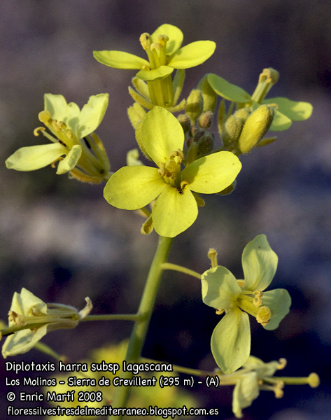 Cruciferae: Diplotaxis harra subsp lagascana - Flores Silvestres del ...