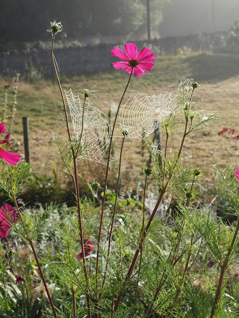 Foxtail Lilly: September in the garden...