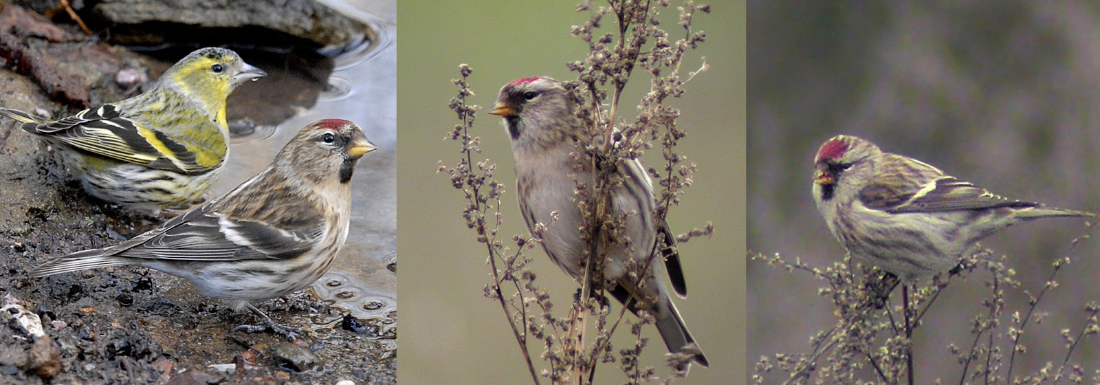 Worcestershire Redpolls and separation guide: Worcestershire Redpolls ...