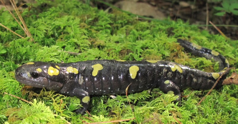The Joyce Road Neighborhood: Yellow-Spotted Salamander