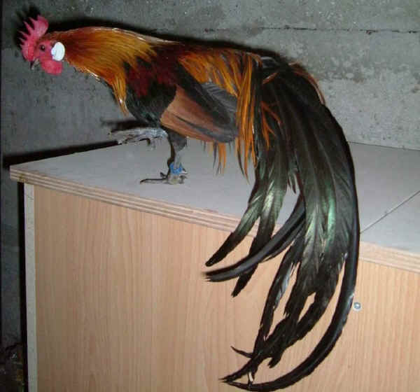 Espera un minuto Generosidad Crítico gallos de cola larga corte largo ...