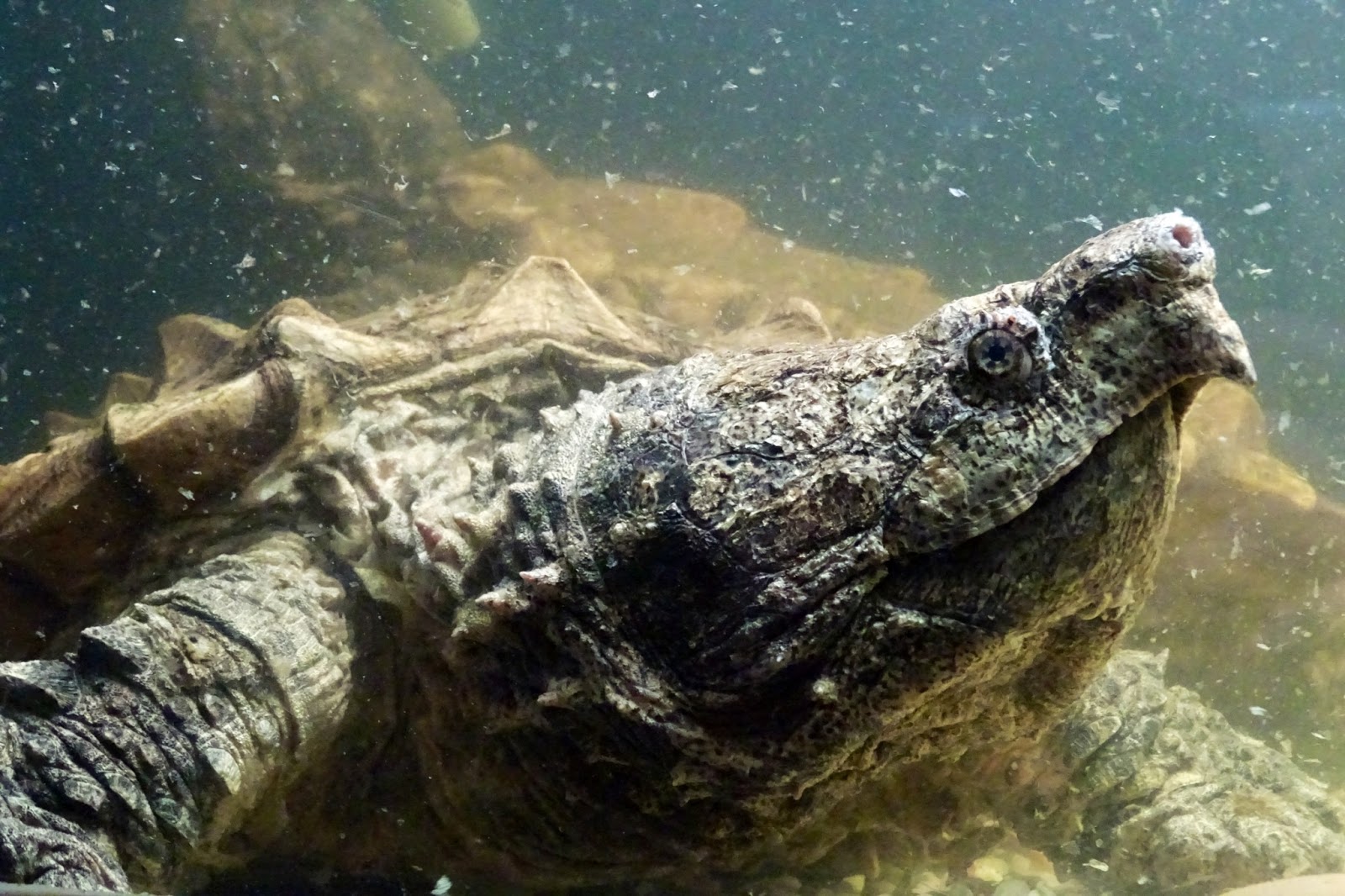 ZOOSANTI REPTILES: TORTUGAS, COCODRILOS, LAGARTOS Y SERPIENTES