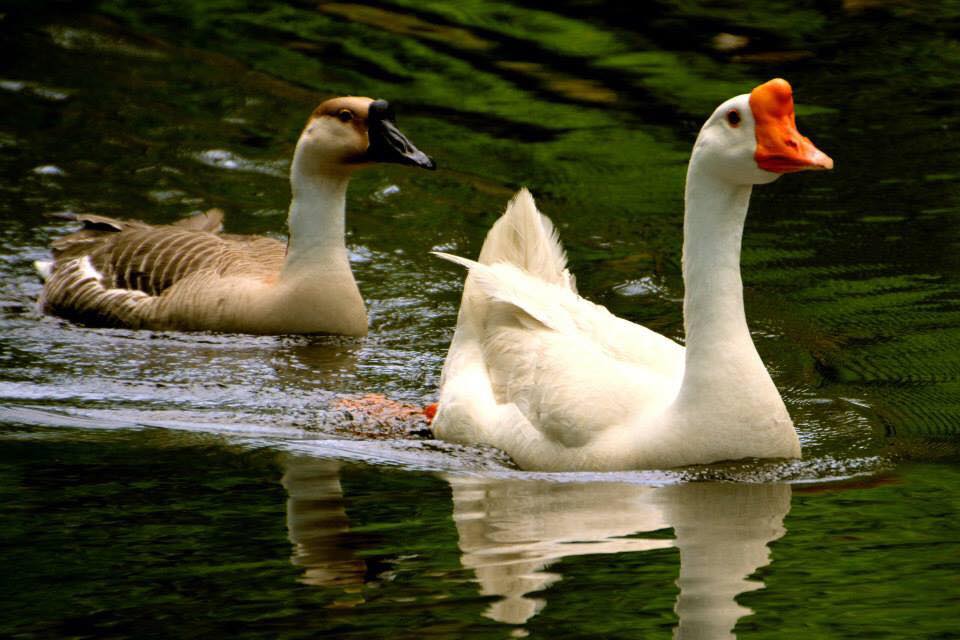 Lonely Goose Awaits Injured Companion's Return