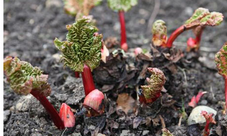 HOW TO GROW RHUBARB |The Garden of Eaden