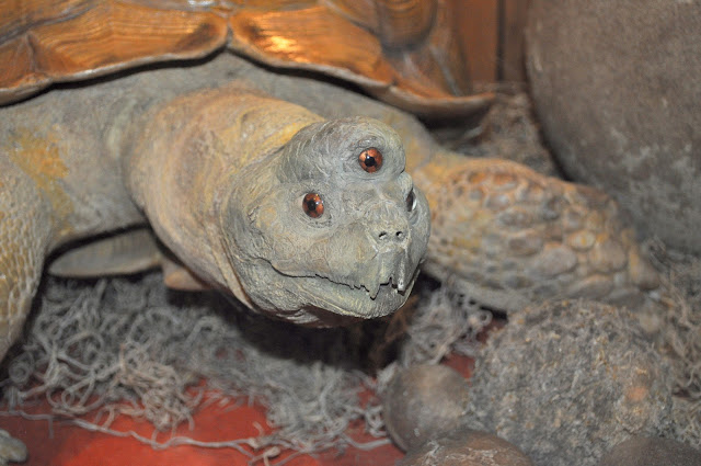 July 2012 ~ The Dias Family Adventures