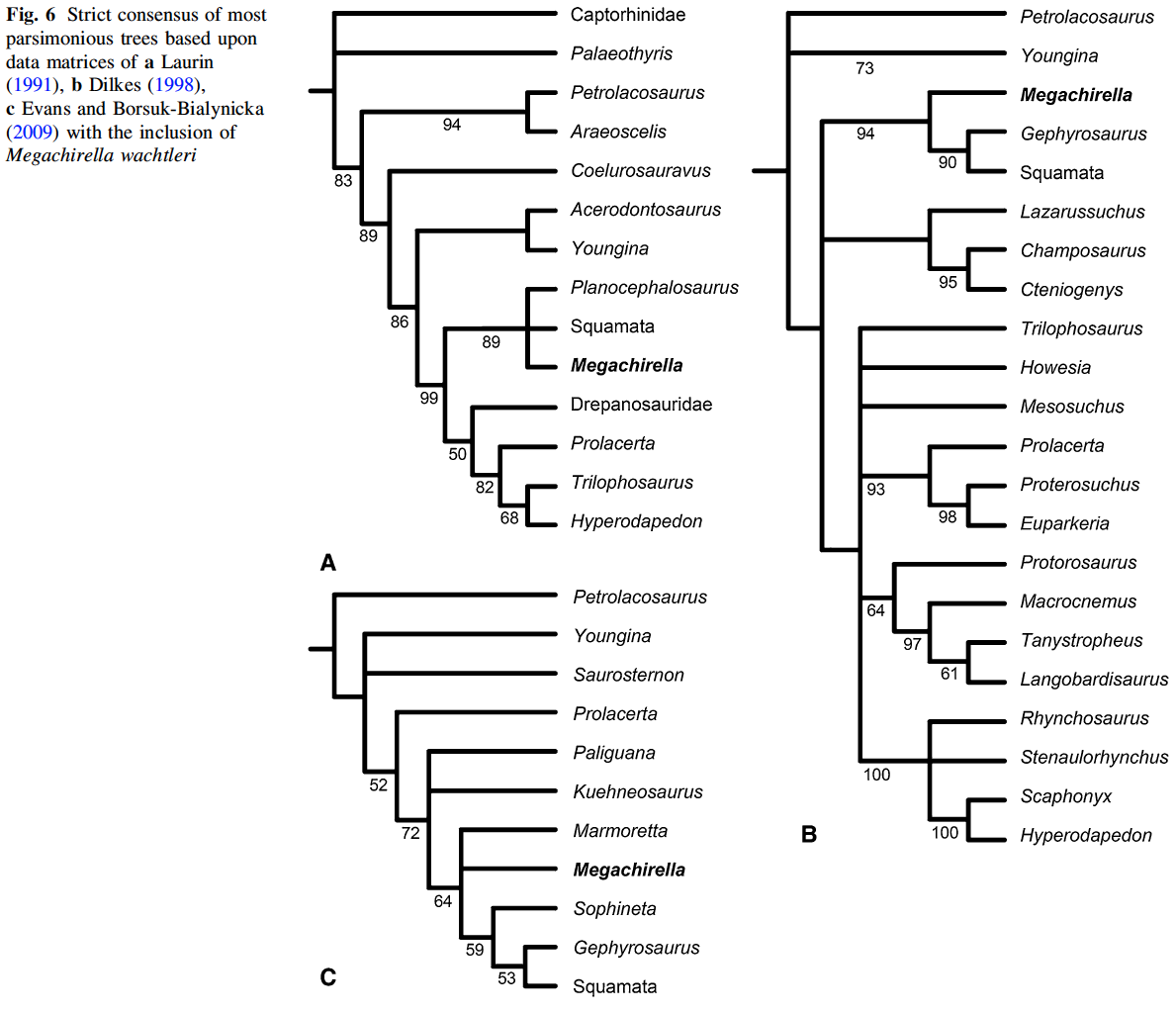 The Dragon's Tales: Anisian Triassic Diapsid Megachirella wachtleri ...