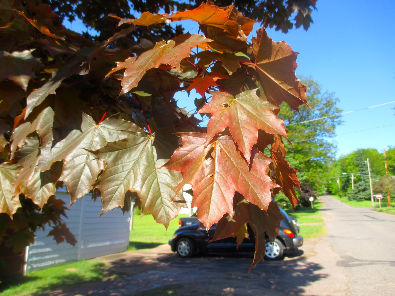Art's Bayfield Almanac: RED MAPLE CONFUSION