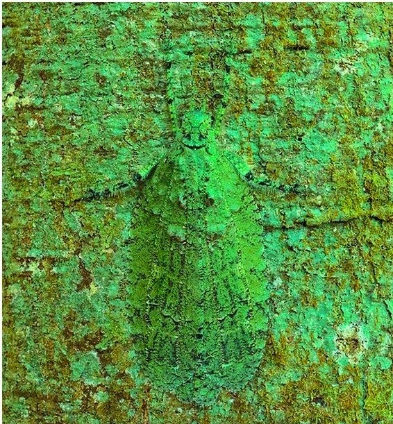 (14 Gambar) Penyamaran Yang Boleh Mengelirukan Mata Anda - PiNg SaMa DiA